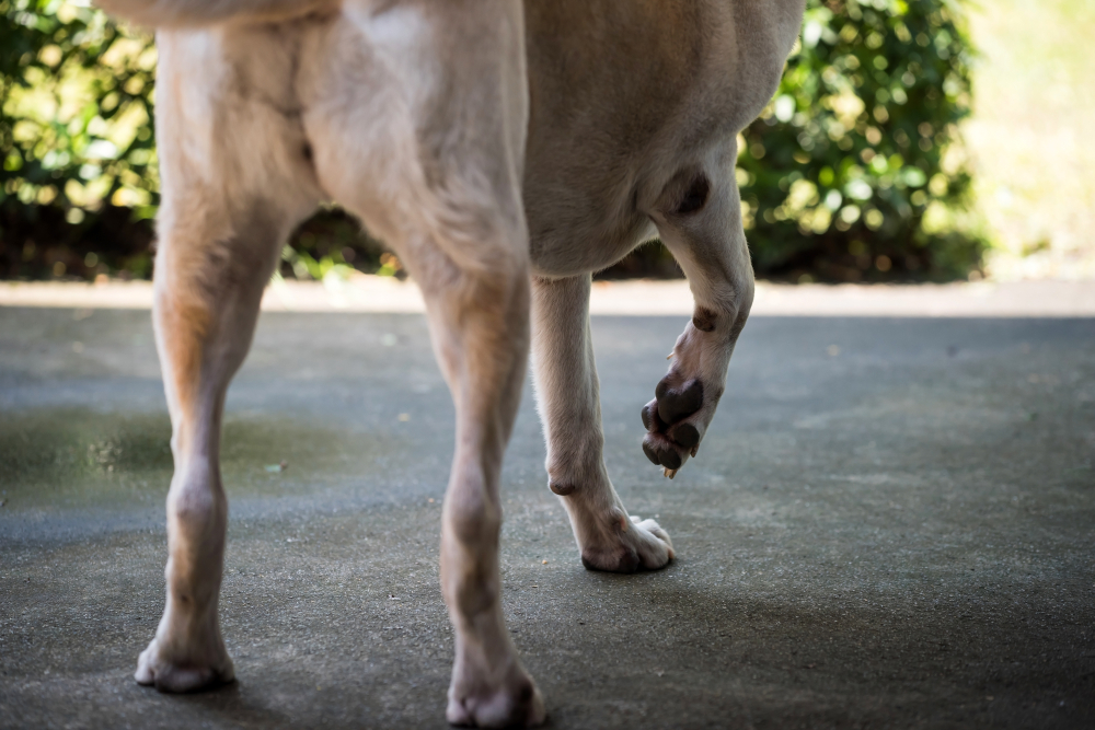 How Can I Tell If My Dog’s Leg is Broken or Sprained? Our Vet Explains ...