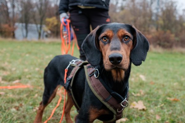 Dogs With Disabilities: Our Vet Explains Types & Gives Care Advice ...