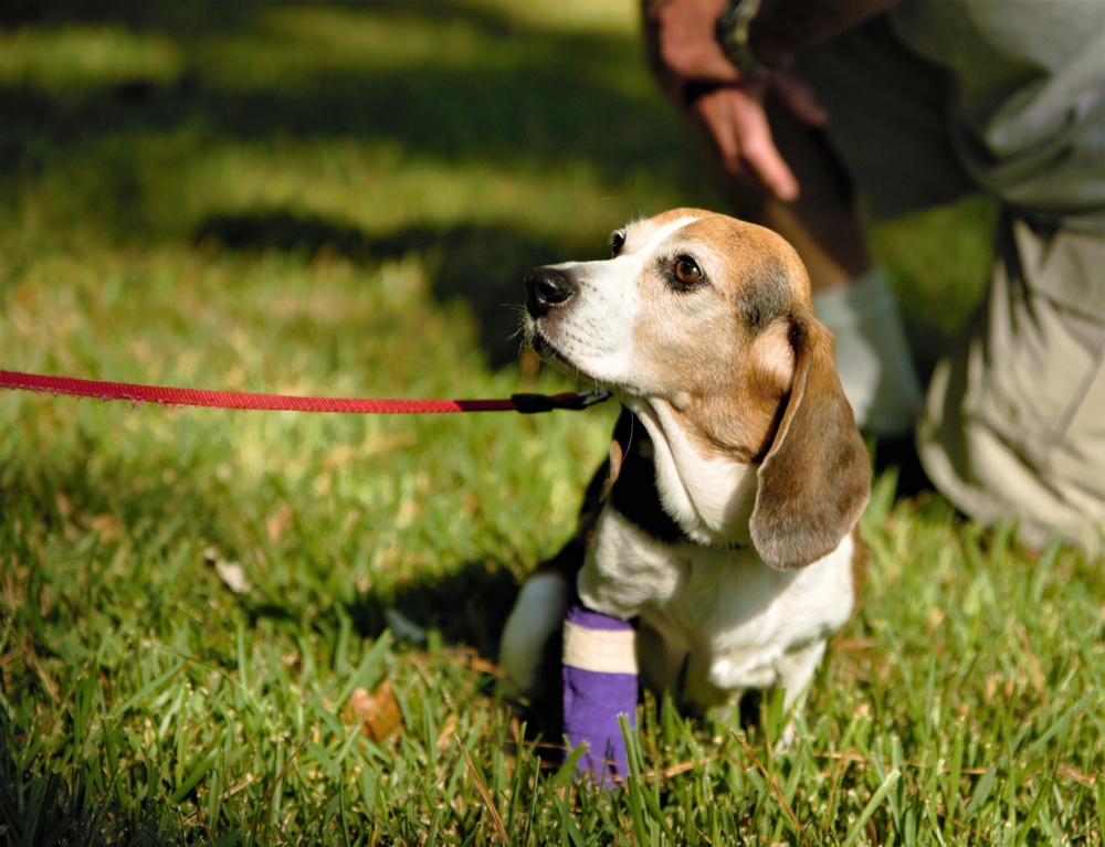 How Can I Tell If My Dog’s Leg is Broken or Sprained? Our Vet Explains ...