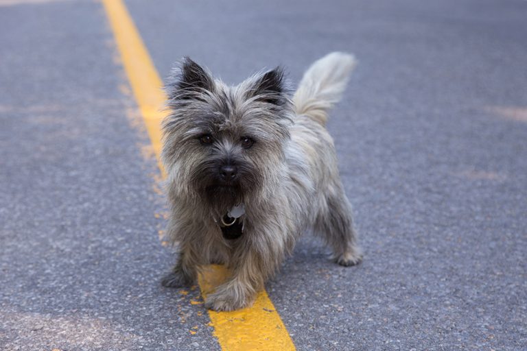 Wheaten Cairn Terrier Dog Breed: Info, Pictures, Care, & Facts – Dogster