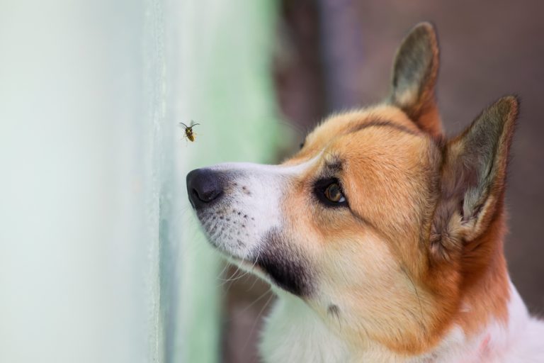 My Dog Ate a Wasp: Our Vet Explains the Risks, Signs & Next Steps – Dogster
