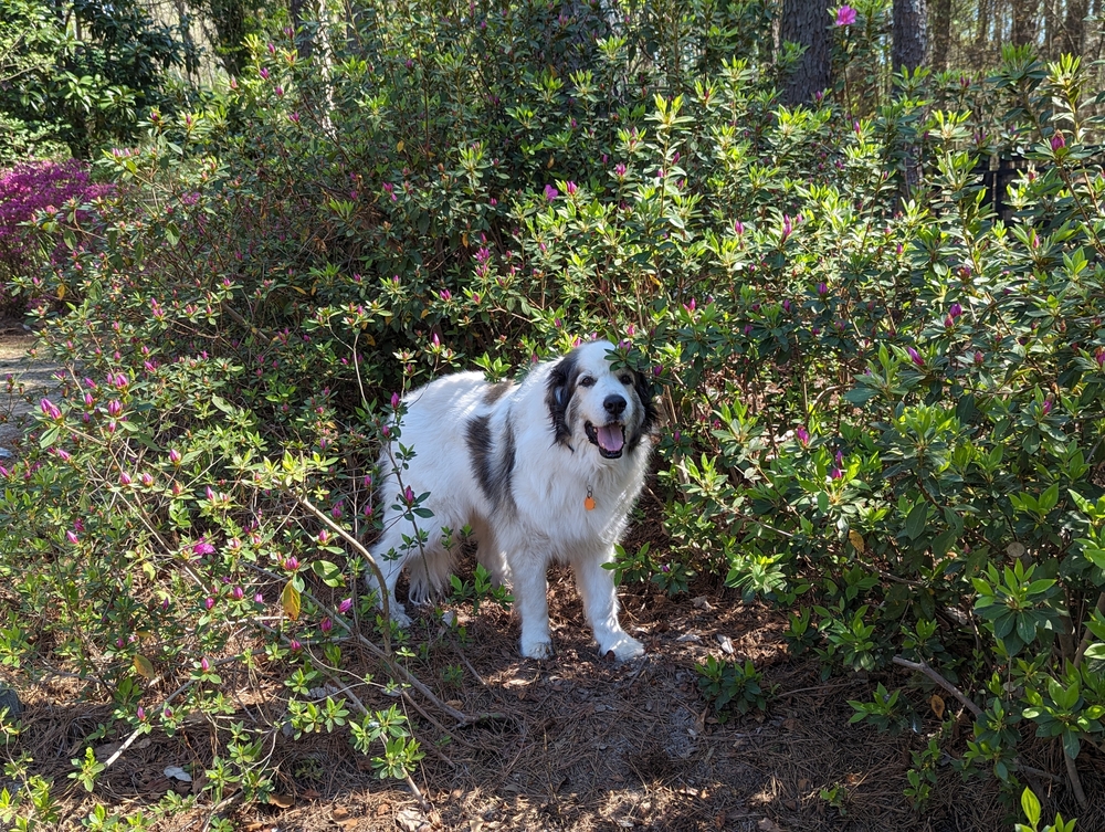 11 Vet-Verified Great Pyrenees Facts That You May Not Know – Dogster