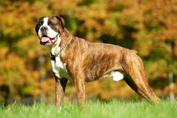 How Long Do Boxers Live? Vet-Verified Average Lifespan, Data & Care ...
