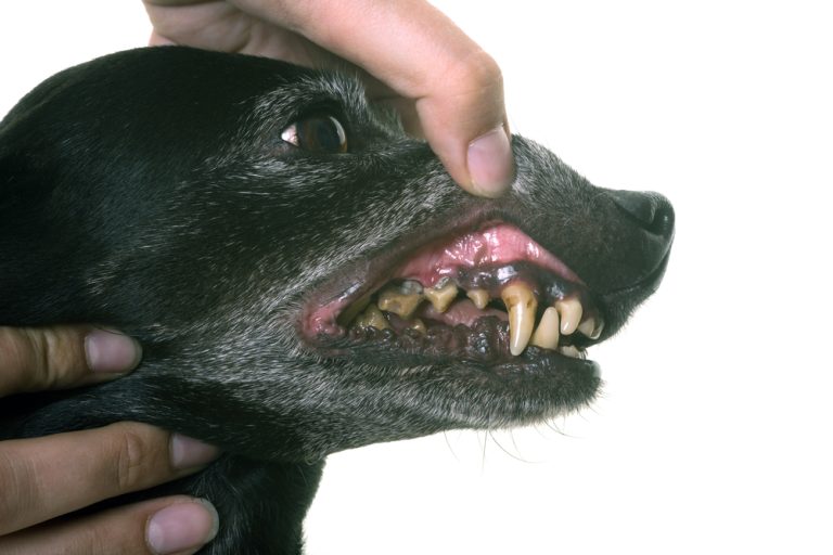 6 Miniature Dachshund Health Problems: Our Vet Discusses Causes, Signs ...