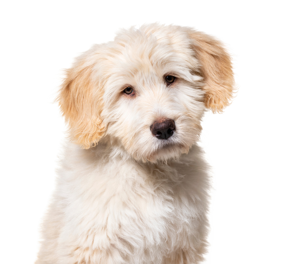 Barbado da Terceira Dog Breed: Info, Pictures, Care, & Facts – Dogster