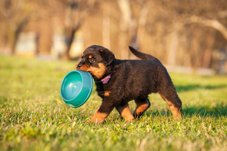 What Do Rottweilers Eat? Vet-Approved Feeding Guide – Dogster