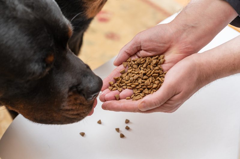 What Do Rottweilers Eat? Vet-Approved Feeding Guide – Dogster