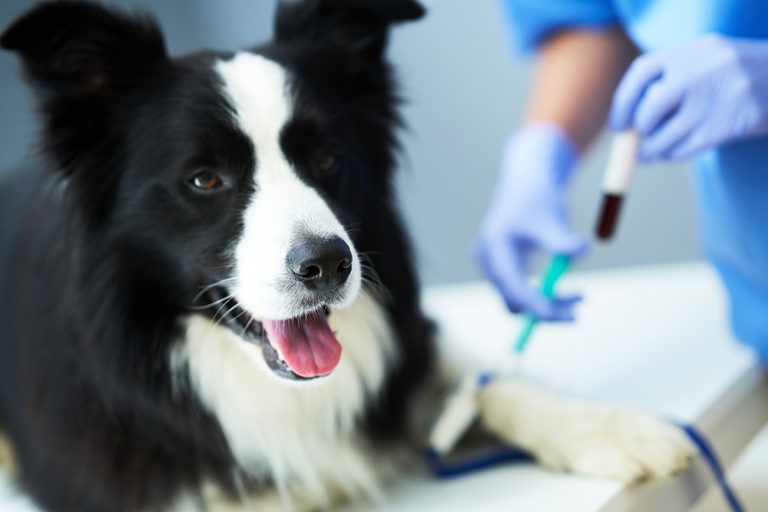 Do Dogs Have Different Blood Types? Vet-Verified Facts & Info – Dogster