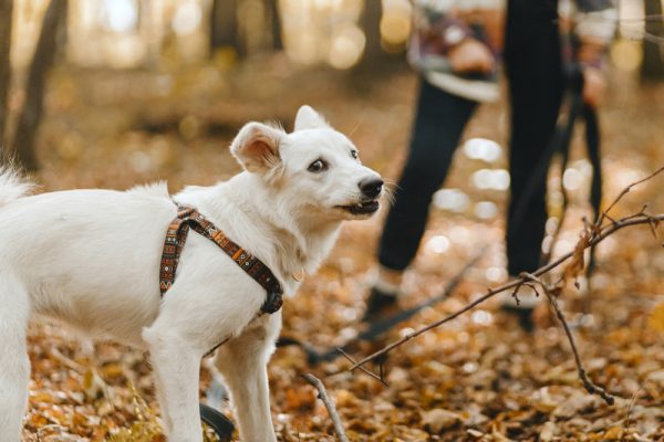 The Four Fear Responses in Dogs: Vet-Verified Canine Behavior Explained ...
