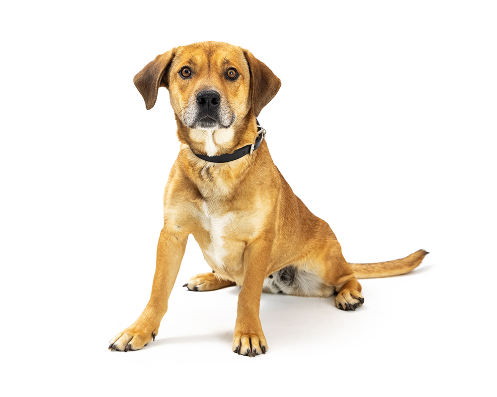 Corgidor Mixed Dog Breed: Info, Pictures, Care & More – Dogster