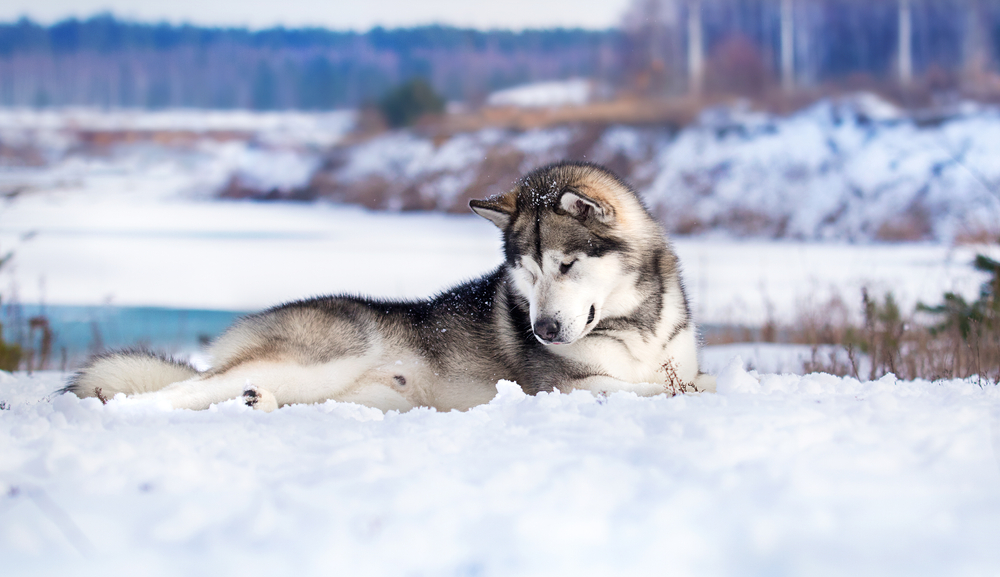 13 Vet-Verified Alaskan Malamute Facts That You'll Love to Learn – Dogster