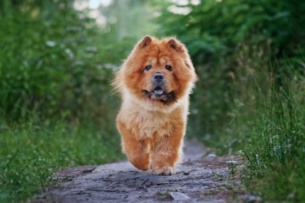 Chinese Foo Dog Breed: Info, Pictures, Care & More – Dogster