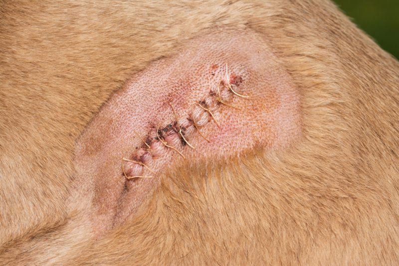 How to Check & Care For Pet Stitches After Surgery: Our Vet Explains ...