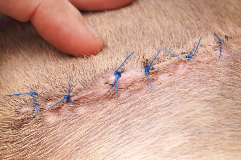 How to Check & Care For Pet Stitches After Surgery: Our Vet Explains ...