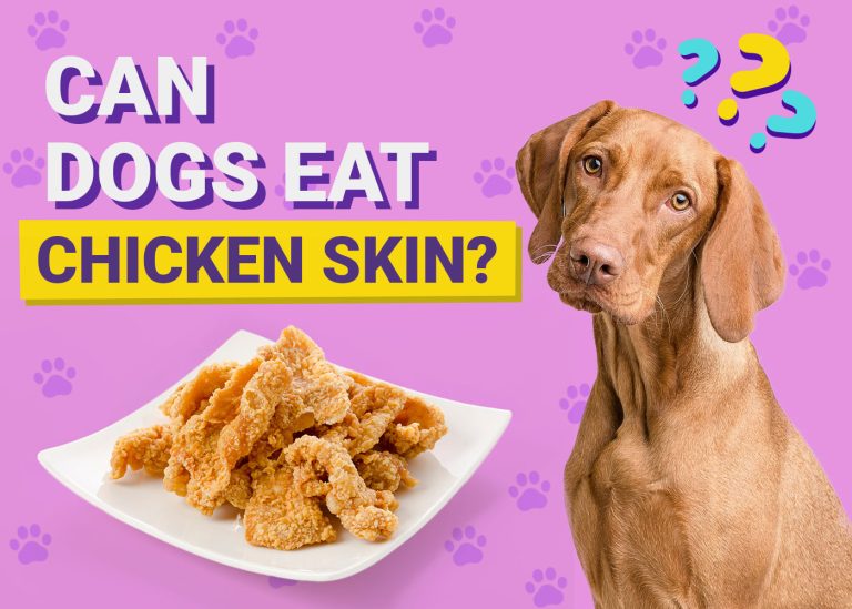 Can Dogs Eat Chicken Skin? Vet-Verified Nutrition Facts & FAQ – Dogster