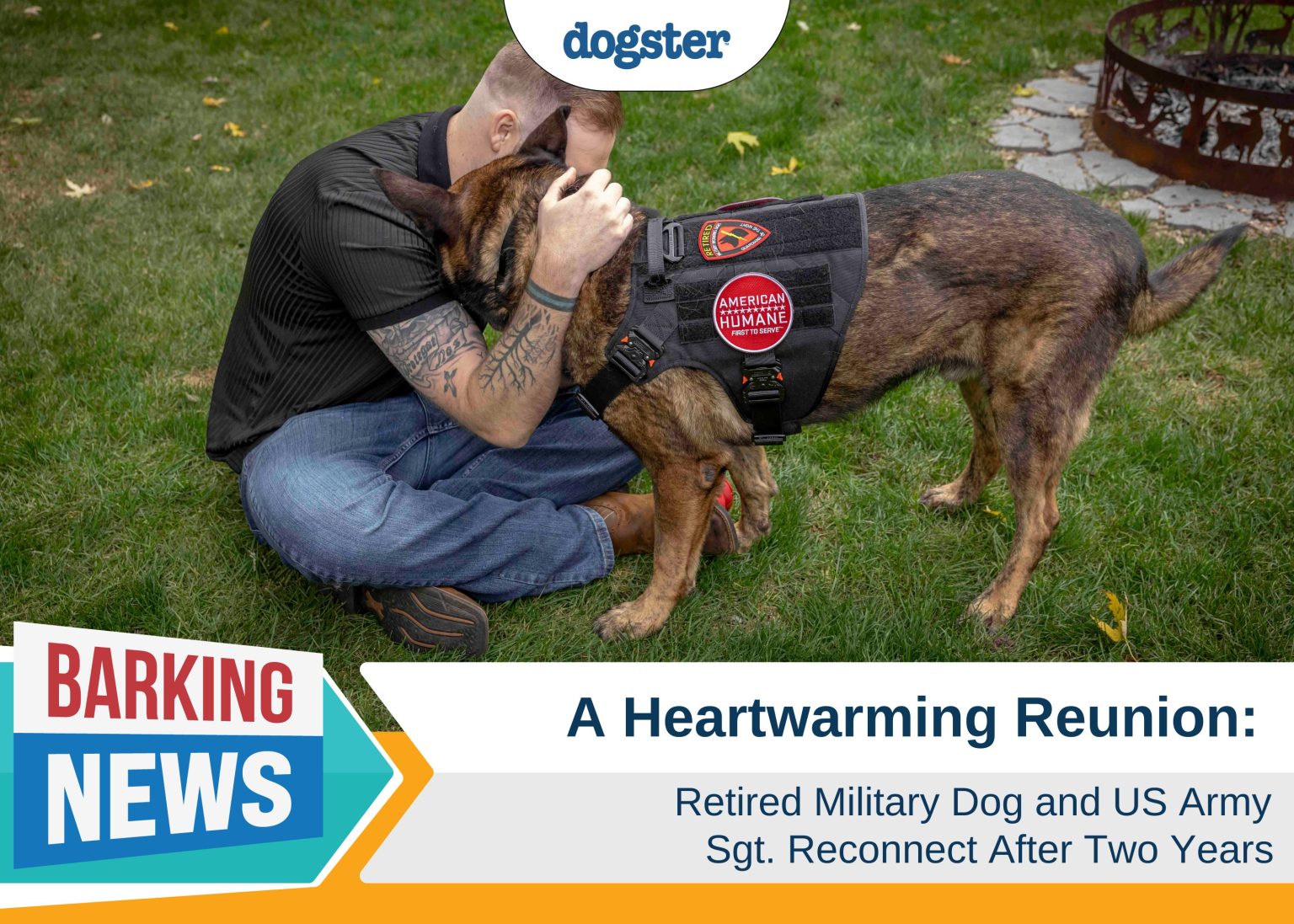A Heartwarming Reunion: Retired Hero Military Dog and U.S. Army Sgt ...