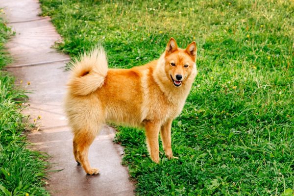 10 Least Popular Dog Breeds (With Info & Pictures) – Dogster