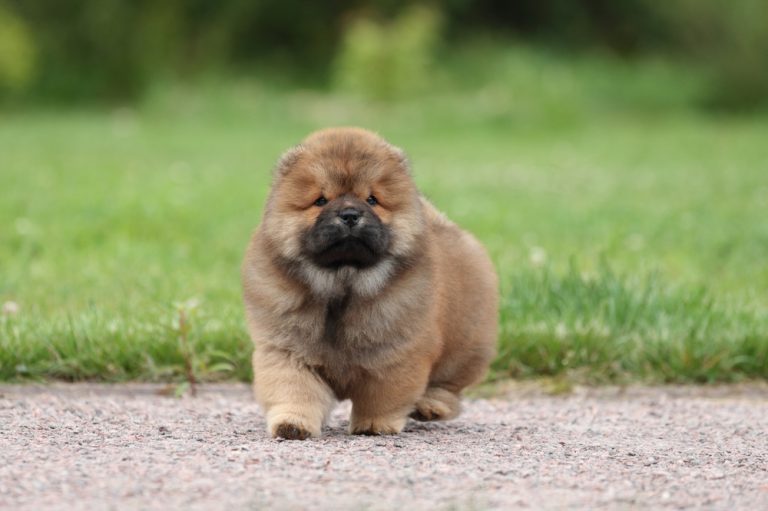 Chinese Foo Dog Breed: Info, Pictures, Care & More – Dogster