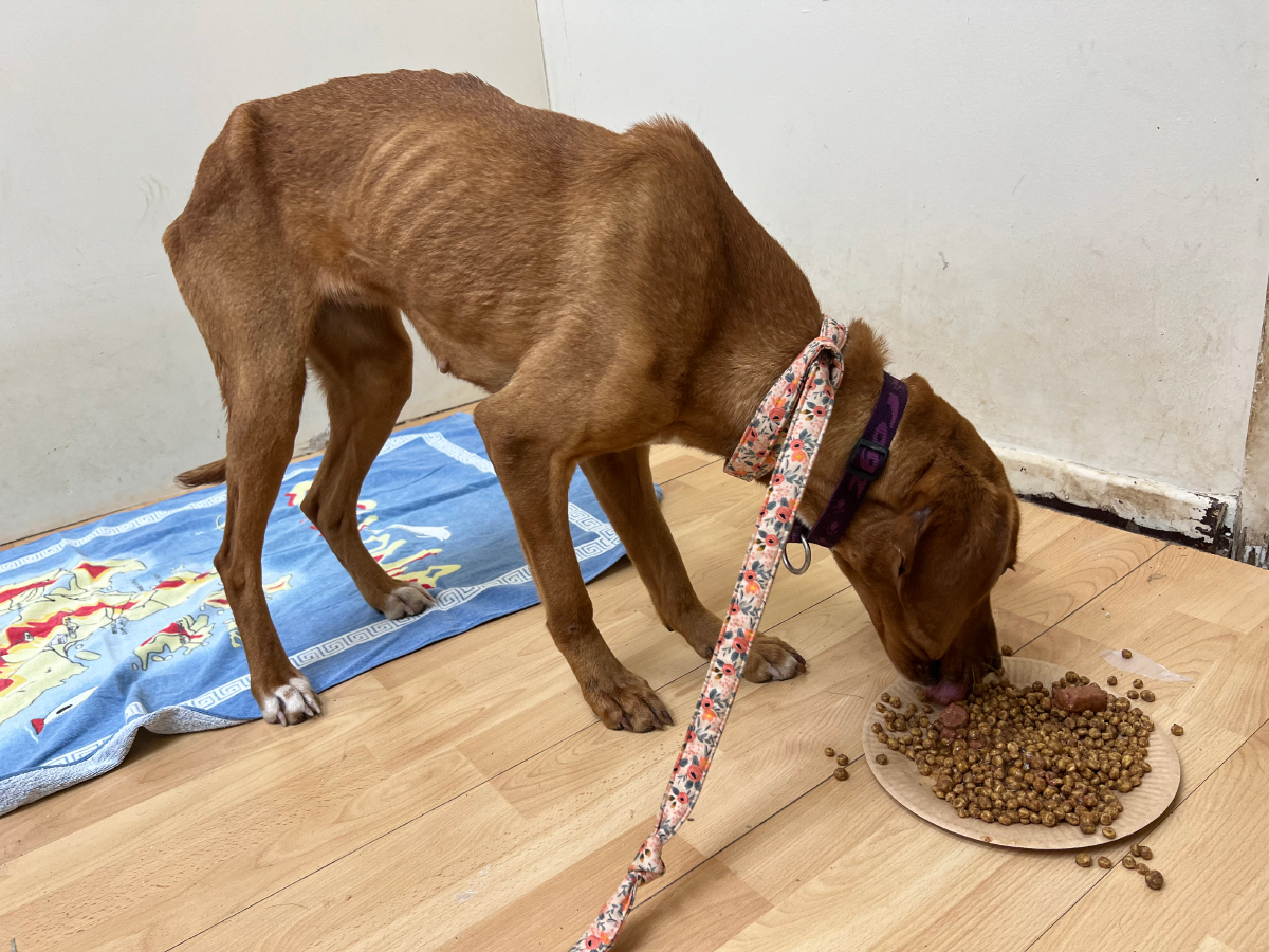 How I Rescued A Greek Stray Dog: Hela’s Story - Petsyclopedia News