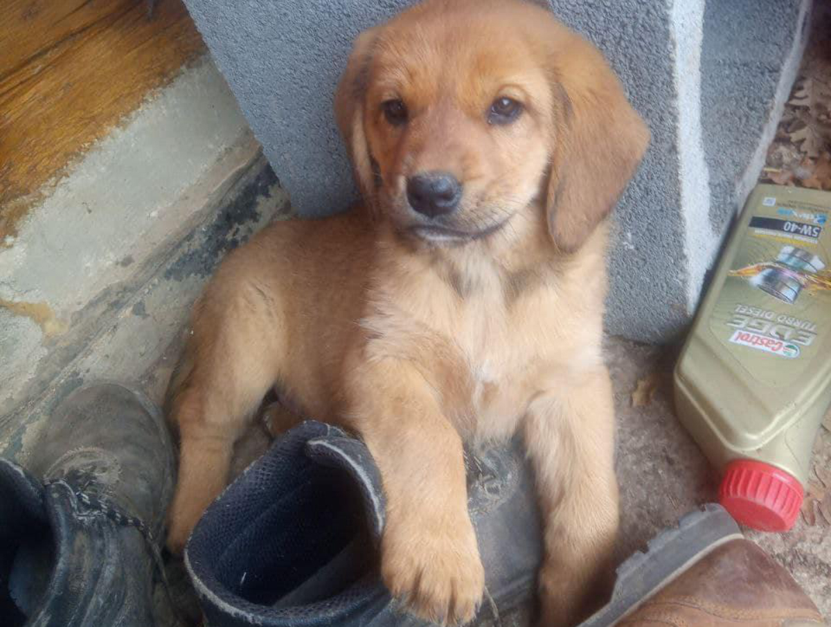 Lava the Dog: Beginning of the End – Dogster