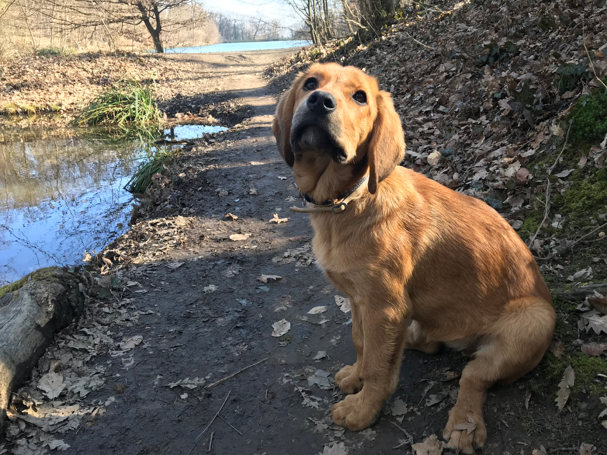 Lava the Dog: Beginning of the End – Dogster