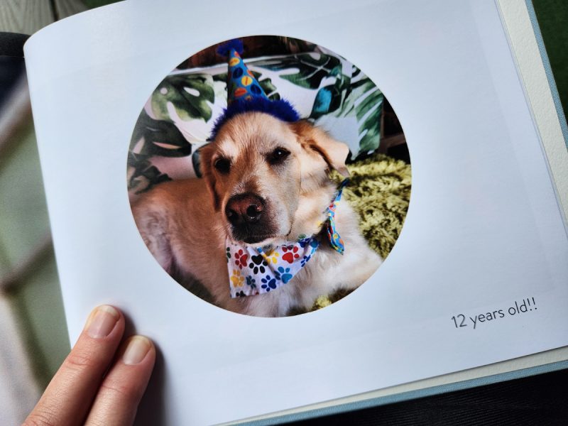 MILK Books Photobook Review 2026: Our Thoughts on Turtle's Keepsake ...