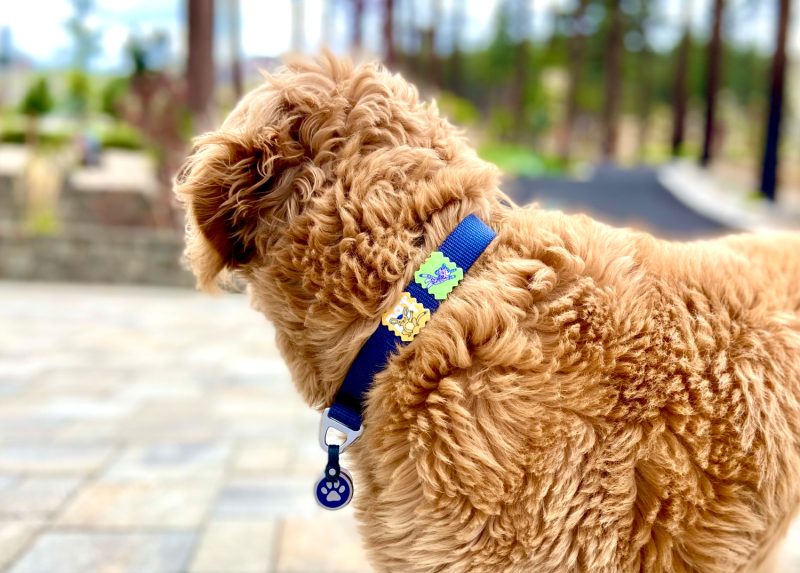 NATPAT Pet Patches Review 2025: An Expert’s Breakdown – Dogster