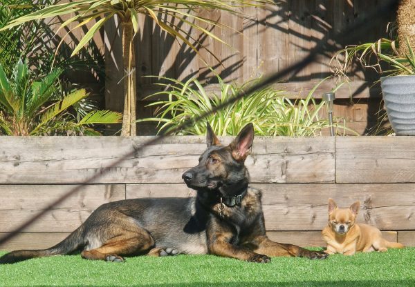 10 Types of Working Dogs & Their Specific Jobs (With Pictures) – Dogster