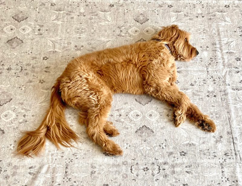 Tumble Rug Review 2025: An Expert’s Breakdown – Dogster