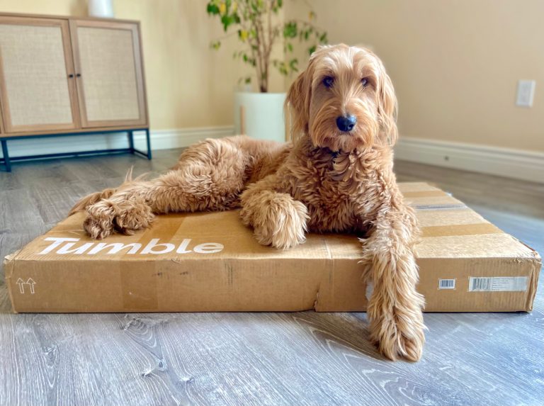 Tumble Rug Review 2025: An Expert’s Breakdown – Dogster