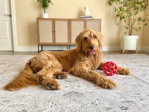 Tumble Rug Review 2025: An Expert’s Breakdown – Dogster
