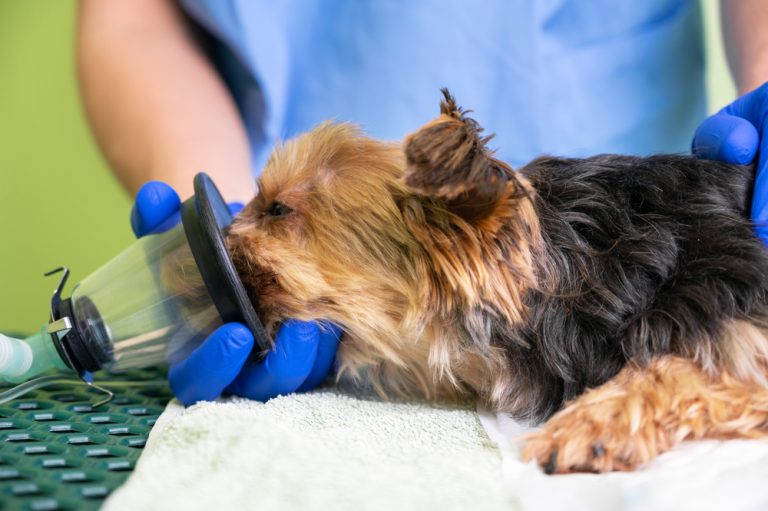 Dog Sedation vs. Anesthesia: Vet-Verified Facts & Explanation – Dogster