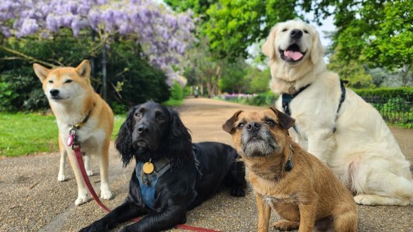 How Old Is 10 in Dog Years? Vet-Approved Guide to Each Size of Dog ...