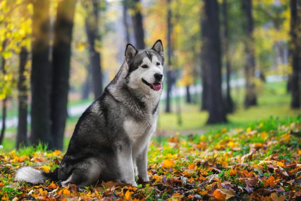 13 Vet-Verified Alaskan Malamute Facts That You'll Love to Learn – Dogster
