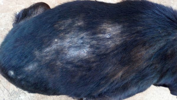 Can Dogs Get Psoriasis? Our Vet Explains – Dogster
