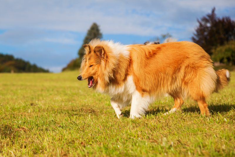 Can a Dog Overdose on Heartgard? Facts & FAQ (Vet Answer) – Dogster