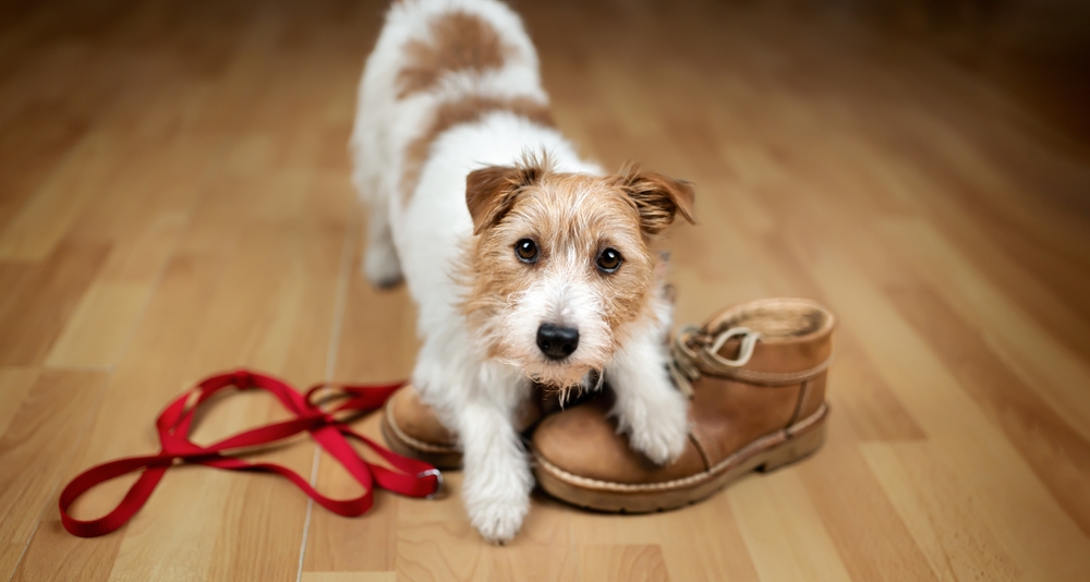 10 Vet-Verified Signs Your Dog Feels Neglected & How To Prevent It ...