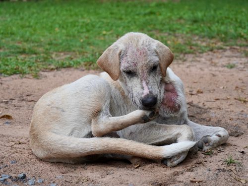 Can Dogs Get Psoriasis? Our Vet Explains – Dogster