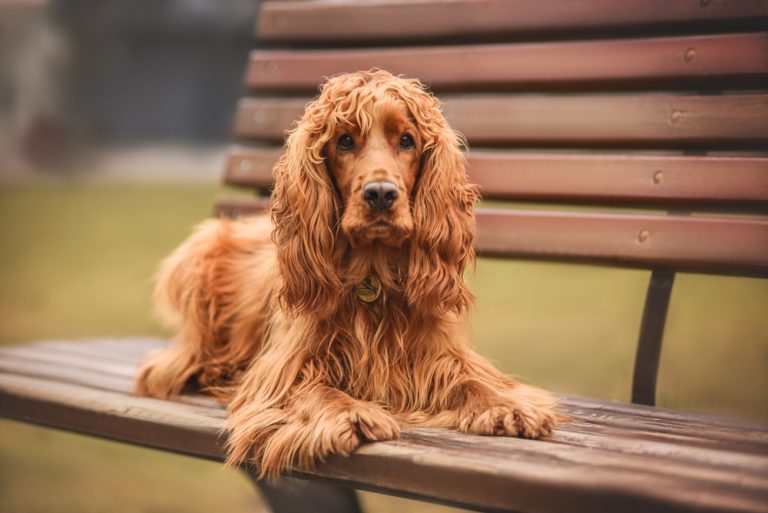 Cocker Spaniel Cost: 2026 Price Guide – Dogster
