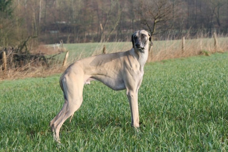 10 Least Popular Dog Breeds (With Info & Pictures) – Dogster