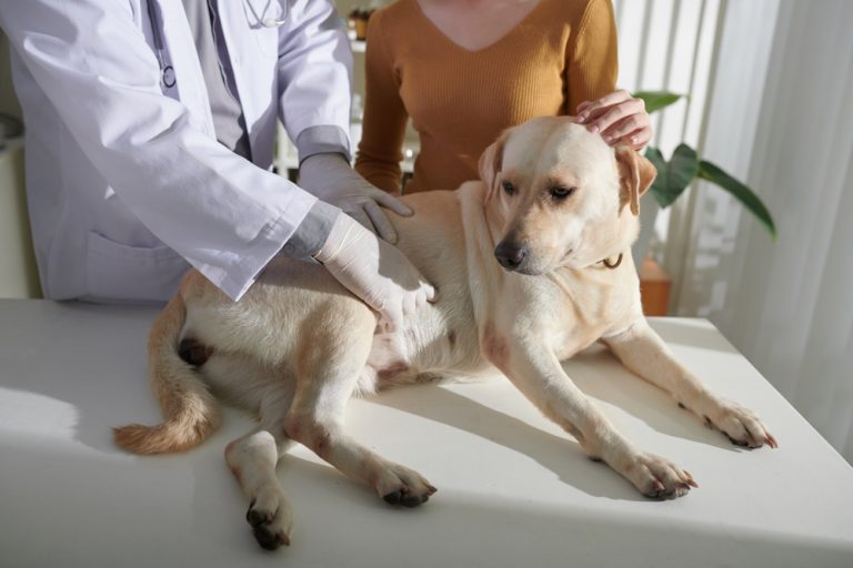 Happy Tail Syndrome in Dogs: Our Vet Explains the Signs, Treatments ...