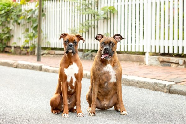 Are Boxers Aggressive? Vet-Verified Behavior Explained – Dogster