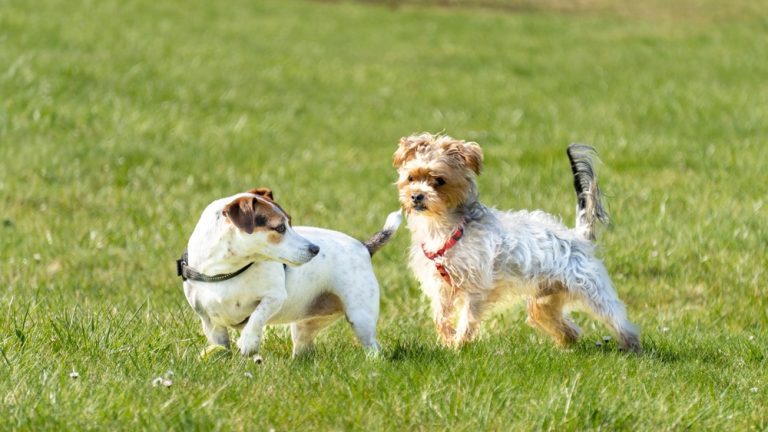 Why Dogs Play Too Rough — And the Simple Fixes That Prevent It From ...