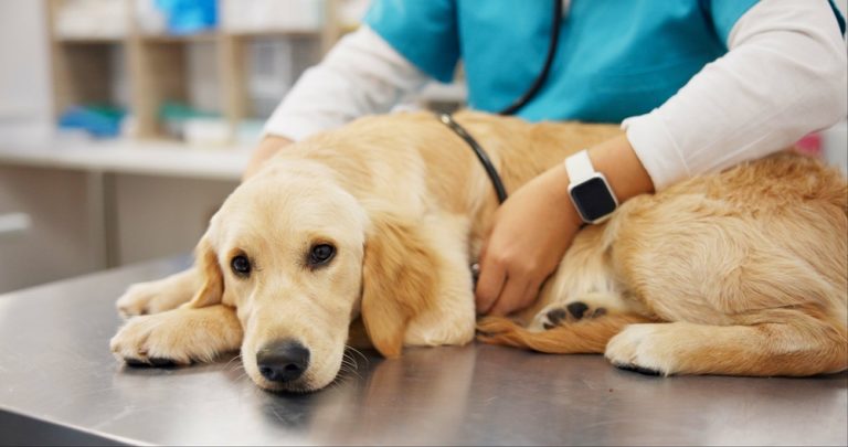 My Dog Ate a Magnet: Why Is It So Dangerous? (Vet Answer) – Dogster