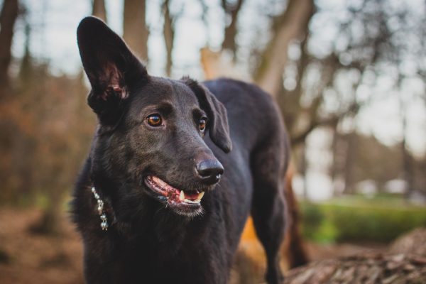 5 Sounds Only Dogs Can Hear: Vet-Analyzed Canine Hearing Range – Dogster