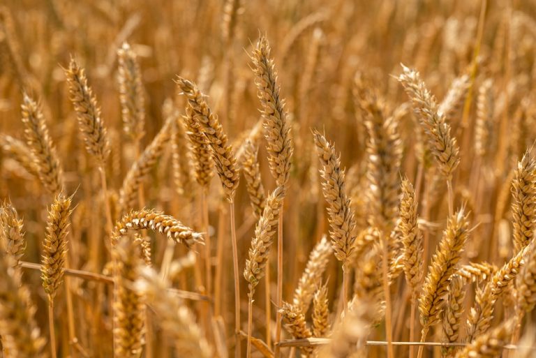 Can Dogs Eat Wheat? Vet-Verified Nutrition Facts & Info – Dogster