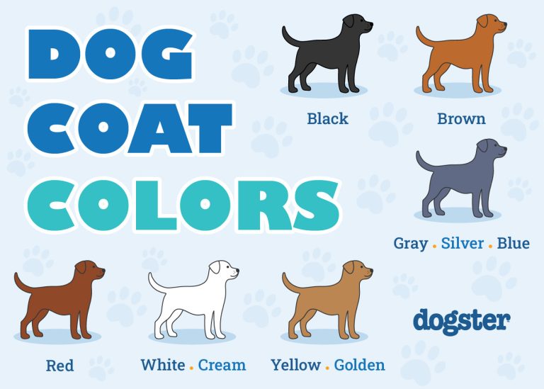 Dog Coat Colors & Patterns: A Vet-Verified Guide (With Info & Pictures ...