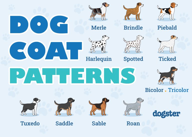Dog Coat Colors & Patterns: A Vet-Verified Guide (With Info & Pictures ...