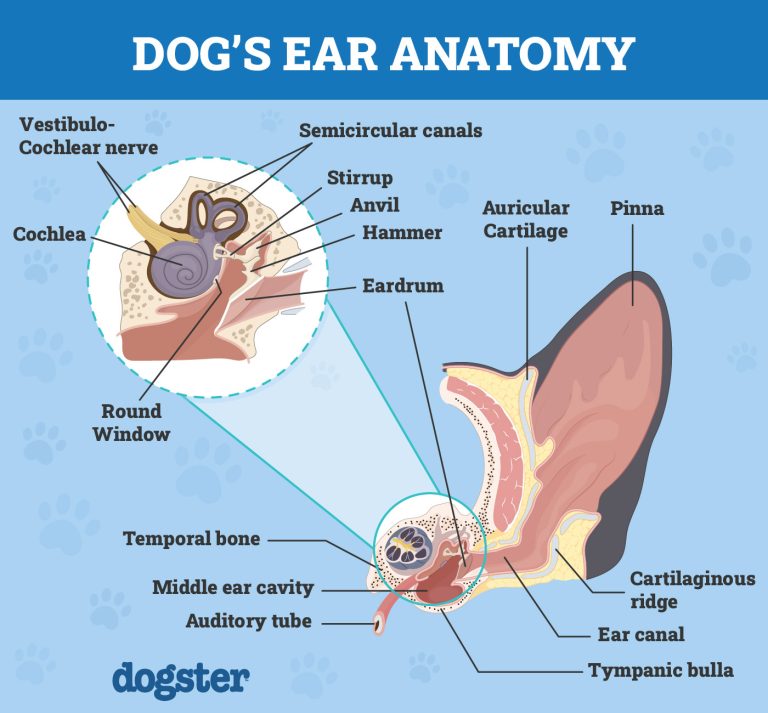Dog Anatomy 101: Understanding Your Dog’s Body (Vet Answer) – Dogster