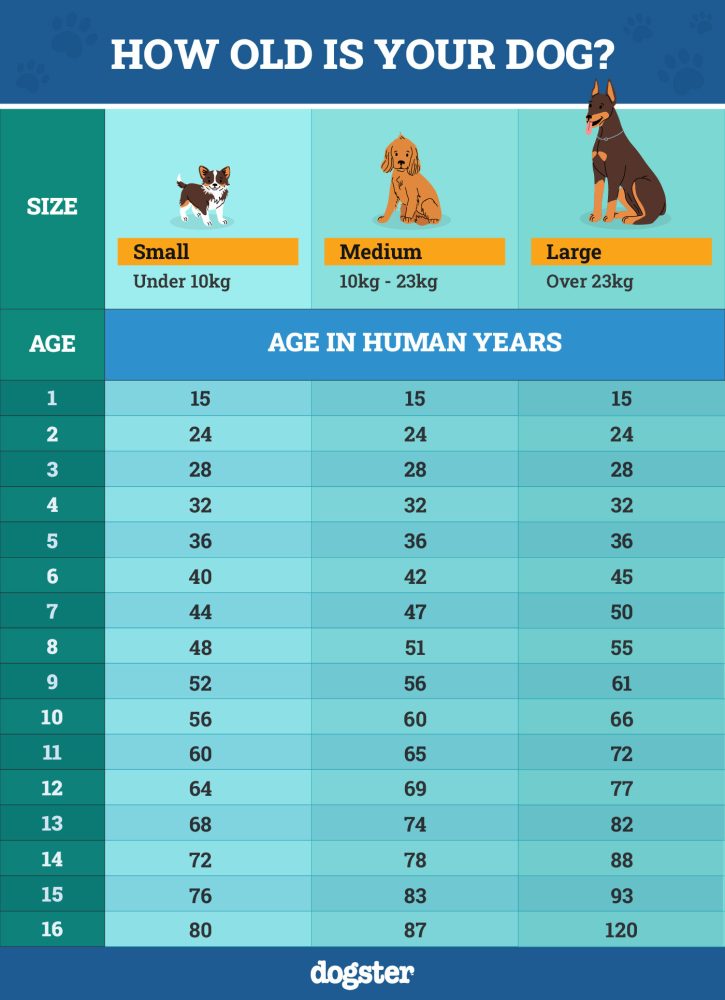 How Old Is 3 In Dog Years Vet Approved Guide To Each Size Of Dog Dogster